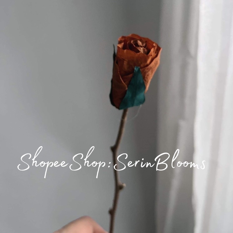 Fossilized Rose buds (1 stem only) | Shopee Philippines