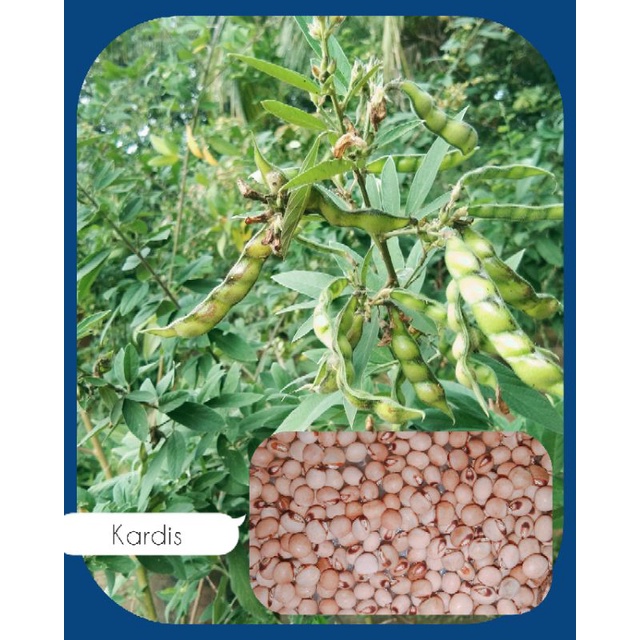 Kardis/Kadyos (15 seeds) Pigeon Pea | Shopee Philippines