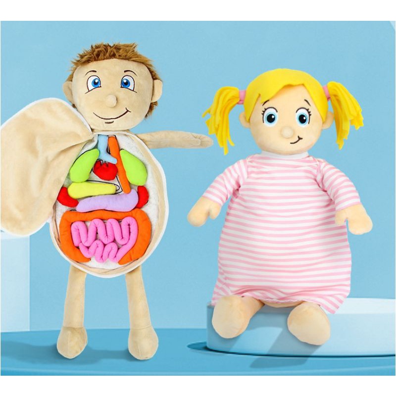 Teaching Aids Doll Internal Organs Body | Shopee Philippines