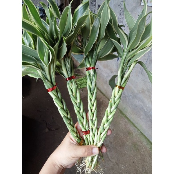 BRAIDED BAMBOO Rooted (5-6STALKS per braid) | Shopee Philippines