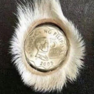 Pilik Mata ng Kambing with Manual instruction | Shopee Philippines