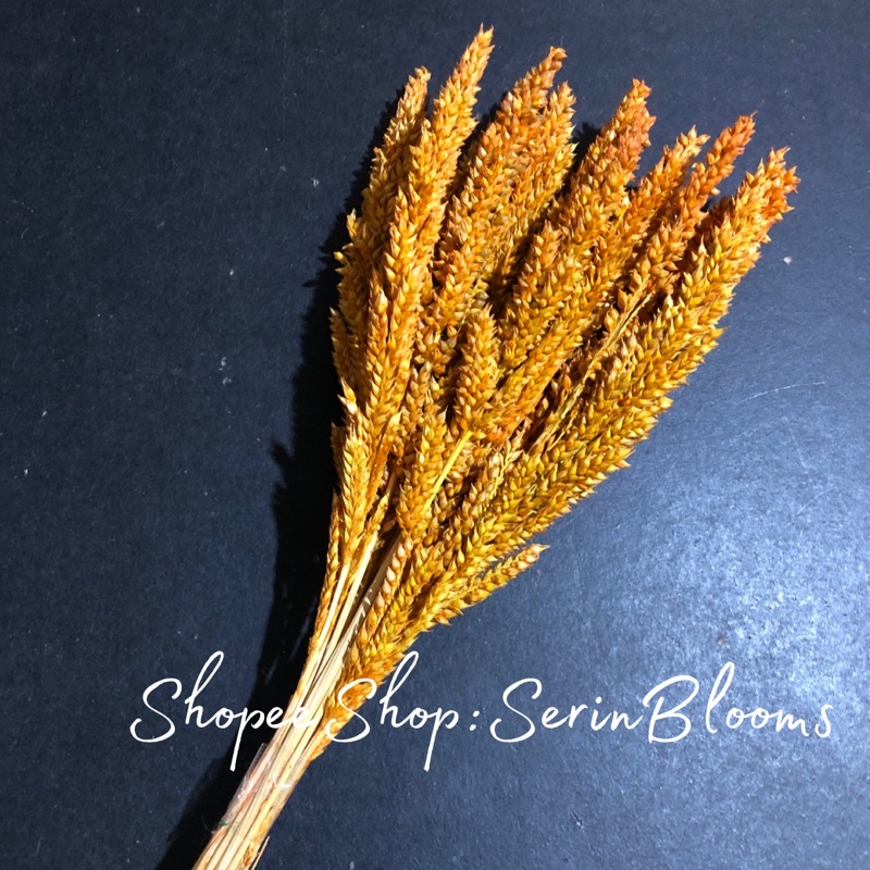 Local Dried Trigo sold per bundle | Shopee Philippines