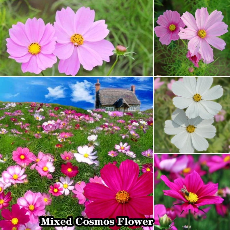 Mixed Cosmos Flower Seeds 100 Per Pack Flowers Philodendron Rare Mayana ...