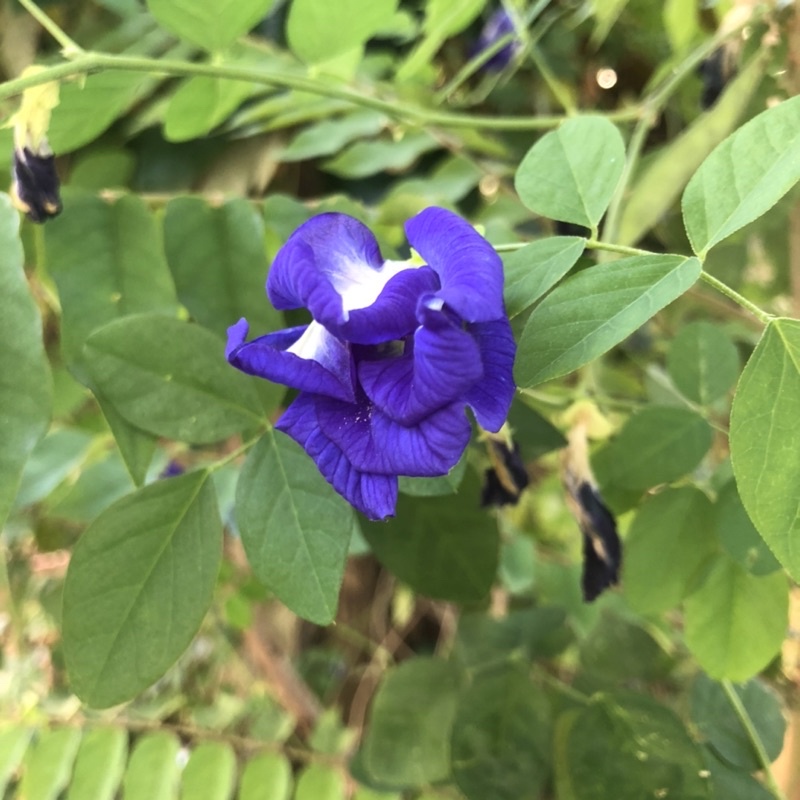 50+ pcs Butterfly Pea Flower Seeds Blue Ternate Seeds 50 pcd | Shopee ...