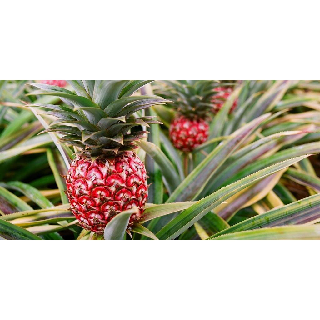 Ananas comosus var. Cesar (Red pineapple ) - 20pcs fresh seeds for ...