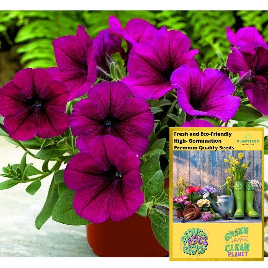 Petunia Seeds Purple Q37 - 10 seeds of High germination Flower Plant ...