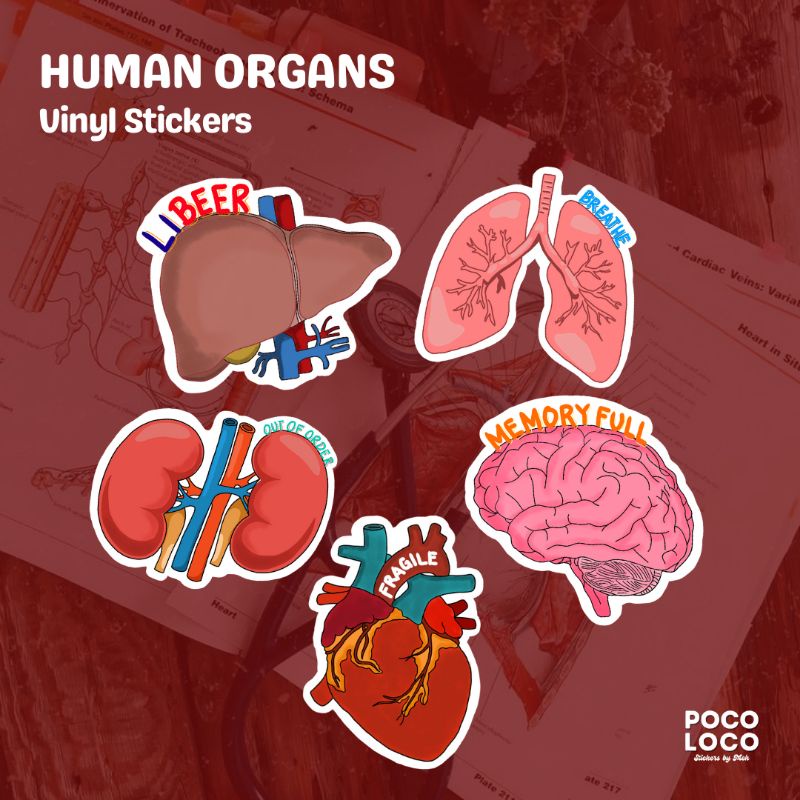 Human Organs - 5pcs. Waterproof Vinyl Sticker Pack (pocoloco.ph ...