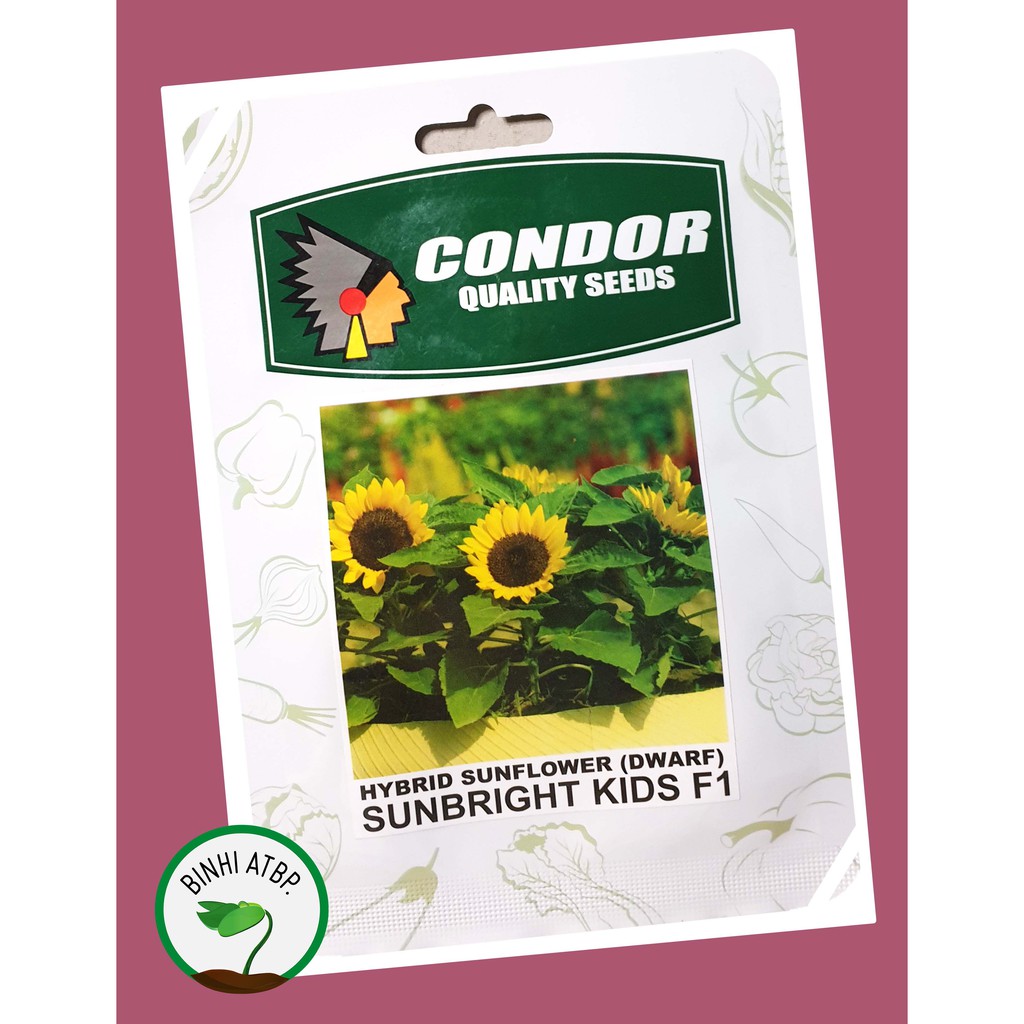 Condor Hybrid Sunflower Dwarf Sunbright Kids F1 Flower Seeds (20 Seeds ...
