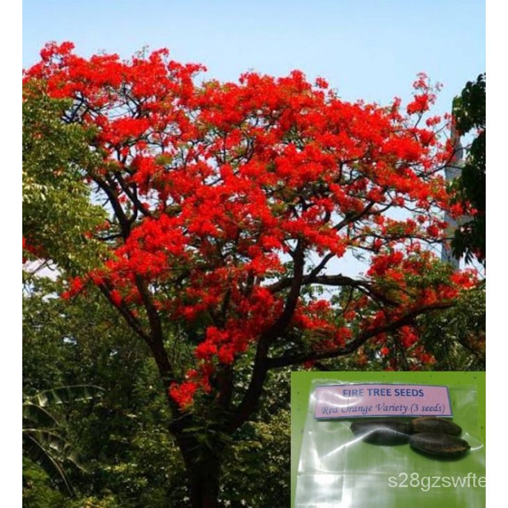 Spot 100% plump seedsFire/Flame Tree Seeds (Red Orange Variety) YSFL ...
