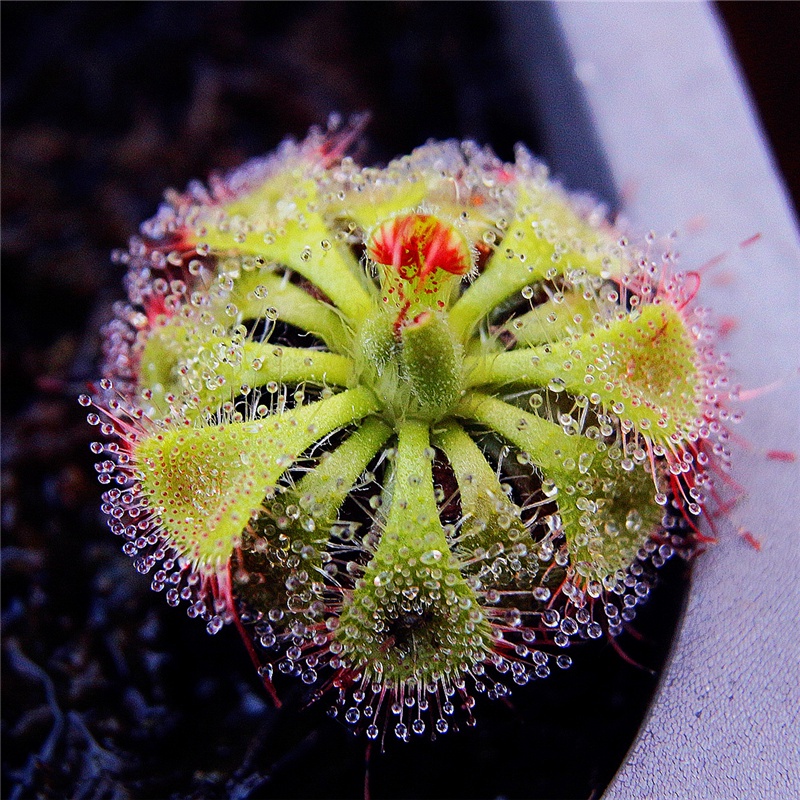 Sundew, fly trap, pitcher plant, mosquito repellent, succulent, fly ...