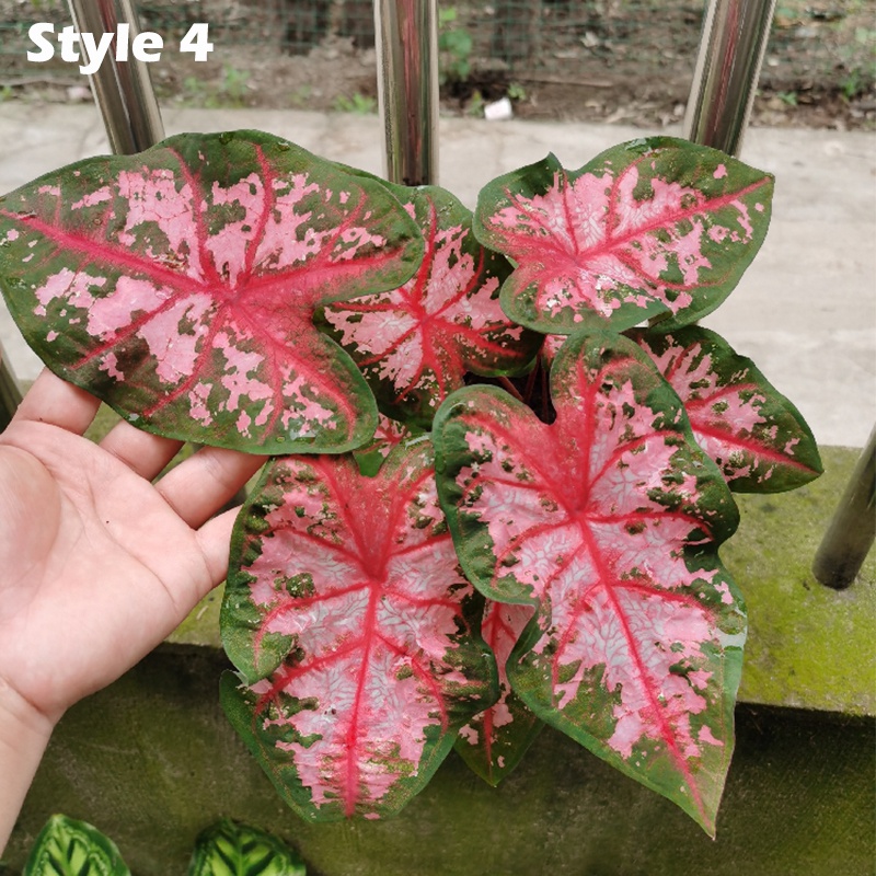 20pcs Rare Plant Caladium Bicolor Seeds Bonsai Plant Seeds | Shopee ...