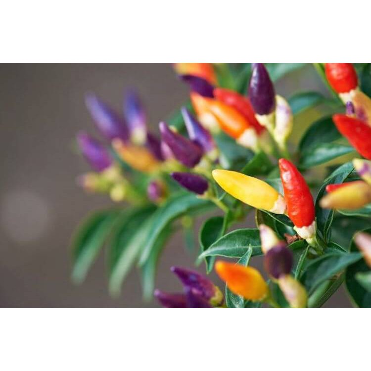 Rare Bolivian Rainbow Colorful Chili Pepper Vegetable Seeds ( 100 seeds ...