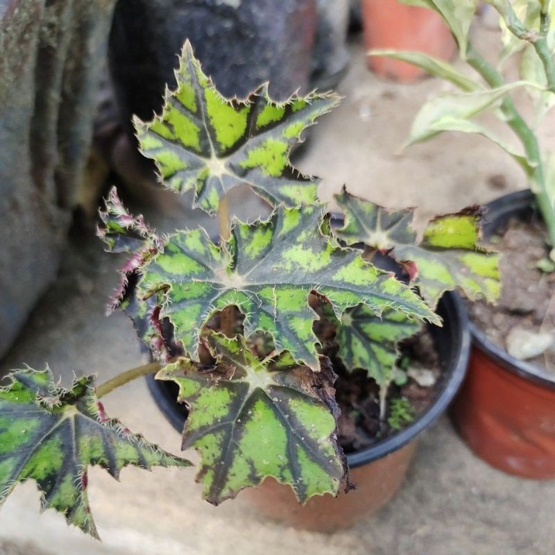 BEGONIA PLANT VARIETY | Shopee Philippines