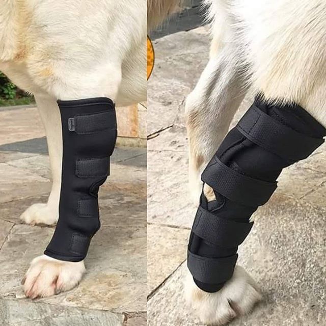 Dog Arm Leg Support Pet Wound Injury Protector Brace | Shopee Philippines