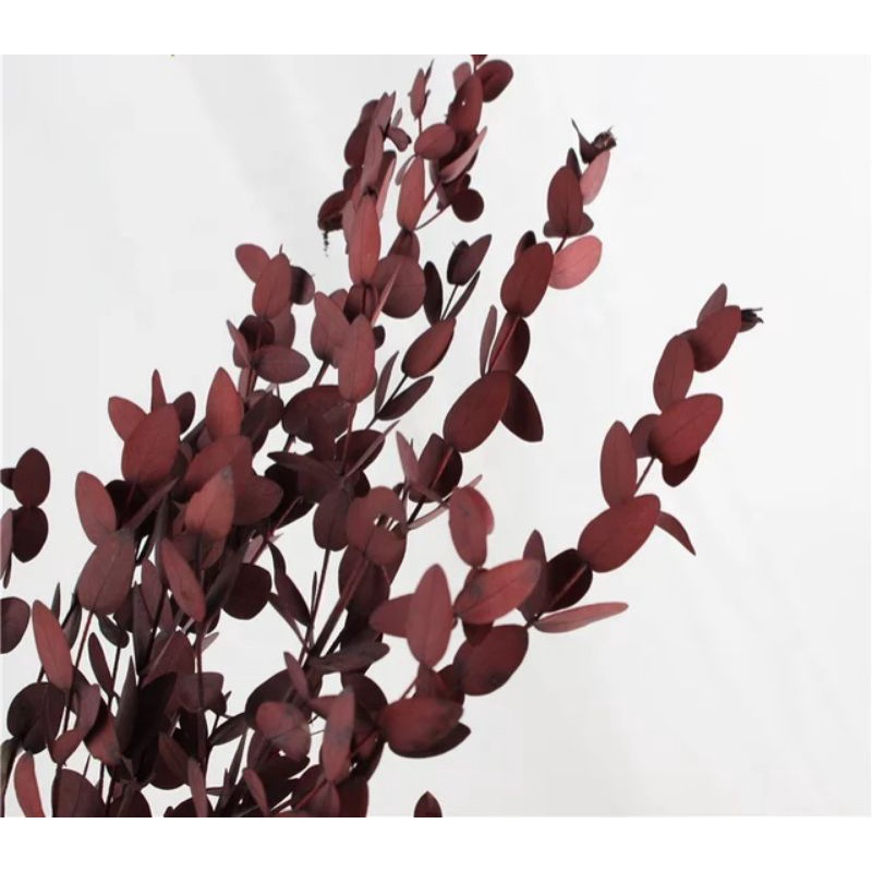 Dried Small Parvi Leaves Real Dried Flowers Gift Wedding Party Home ...