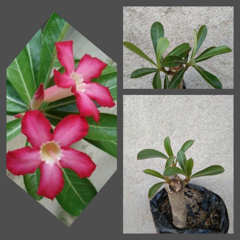 Calachuchi with roots (Adenium Obesum) | Shopee Philippines