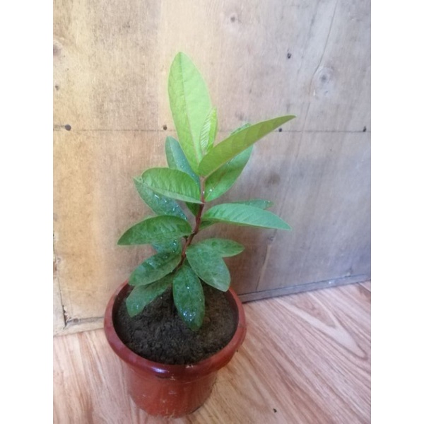 Bayabas seedling plant in a Pot 12x12cm | Shopee Philippines