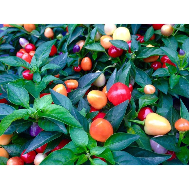 round mixed chilli 4 seeds Lada Berwarna Pusingan 4Kapsul | Shopee Philippines