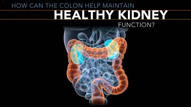 Renadyl™ -All NAtural Probiotec BEST KIDNEY SUPPLEMENT-1 BOTTLE, Acid ...