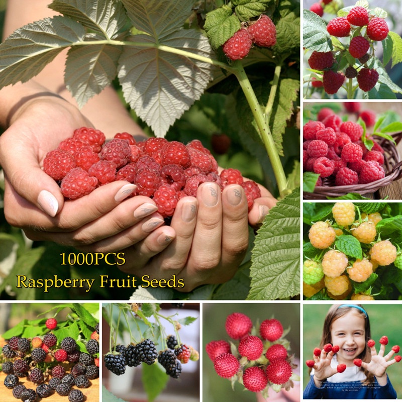 Ready Stock In Philippines Raspberry Seeds for Planting (1000 Seeds Per ...