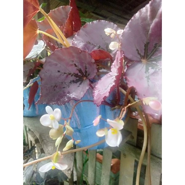 BEGONIA PAINTED-LEAF/LIVE PLANT (Small-Medium-Big) | Shopee Philippines