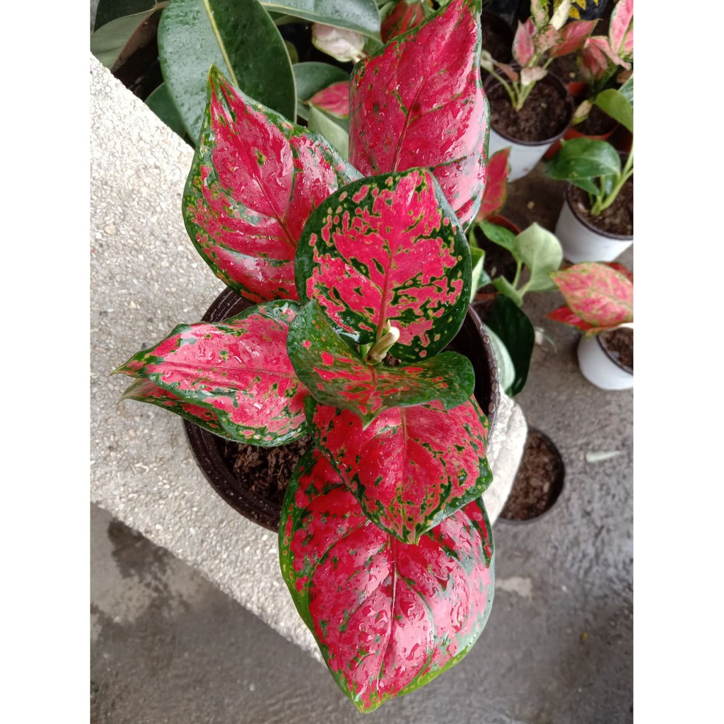 Aglaonema Red Beauty | Shopee Philippines