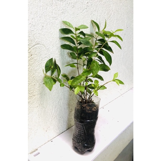Golden Box Wood (Duranta Erecta) - 3 pcs stem with roots | Shopee ...