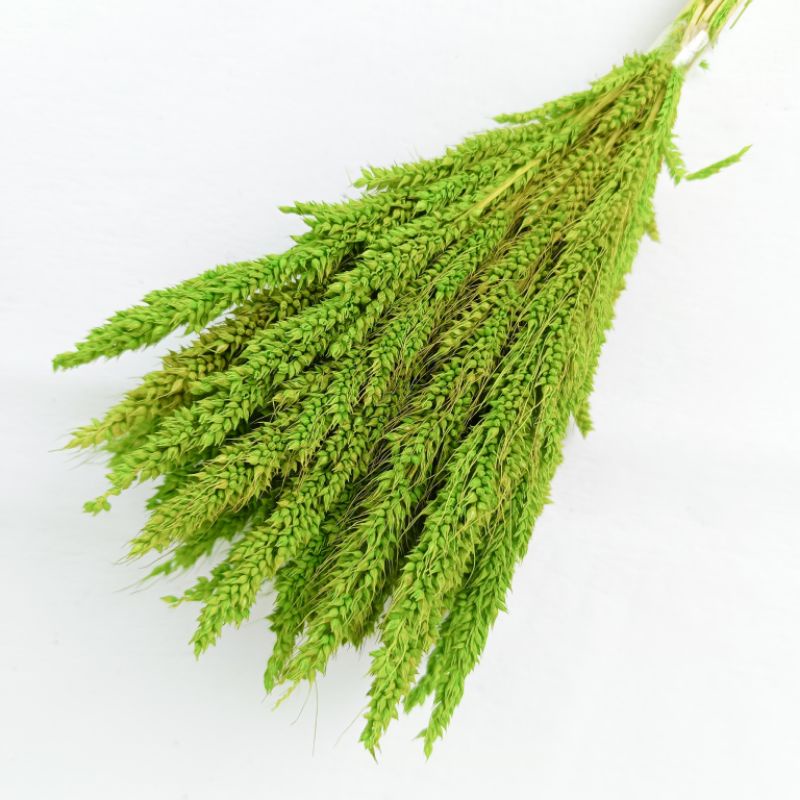 Dried Trigo Flower (half or whole bundle) | Shopee Philippines