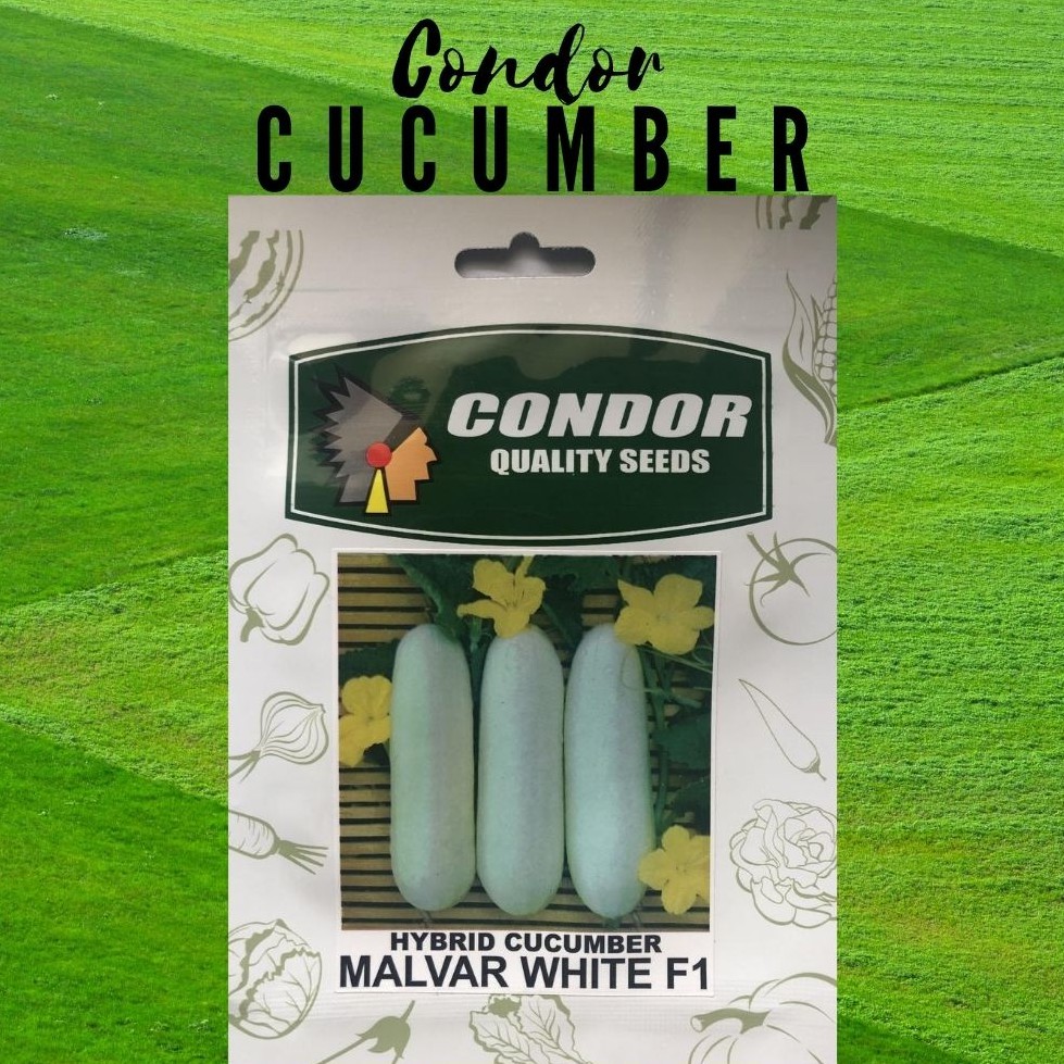 CONDOR SEEDS Pipino, Kamatis, Sili, Mais Sweet Corn, Kalabasa | Shopee ...