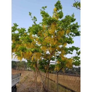 Shop tree seedlings for Sale on Shopee Philippines