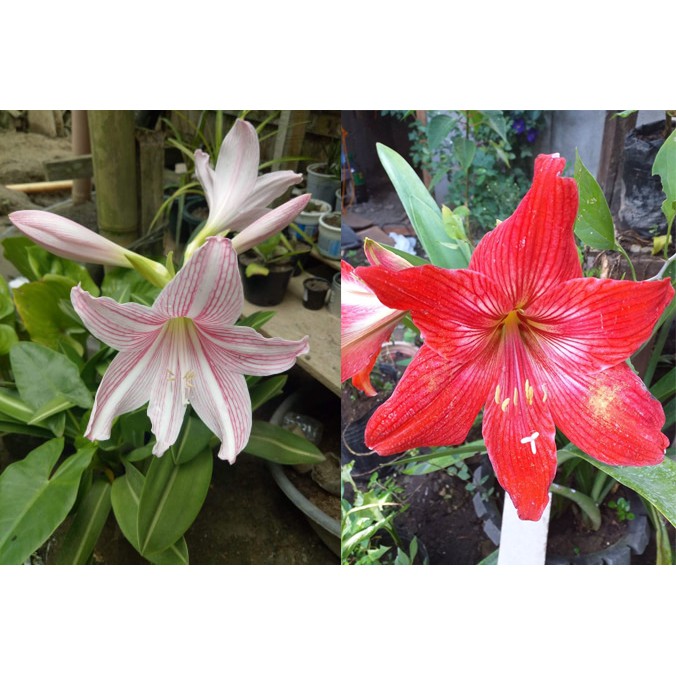 Amaryllis Bulb Lerio Flower | Shopee Philippines