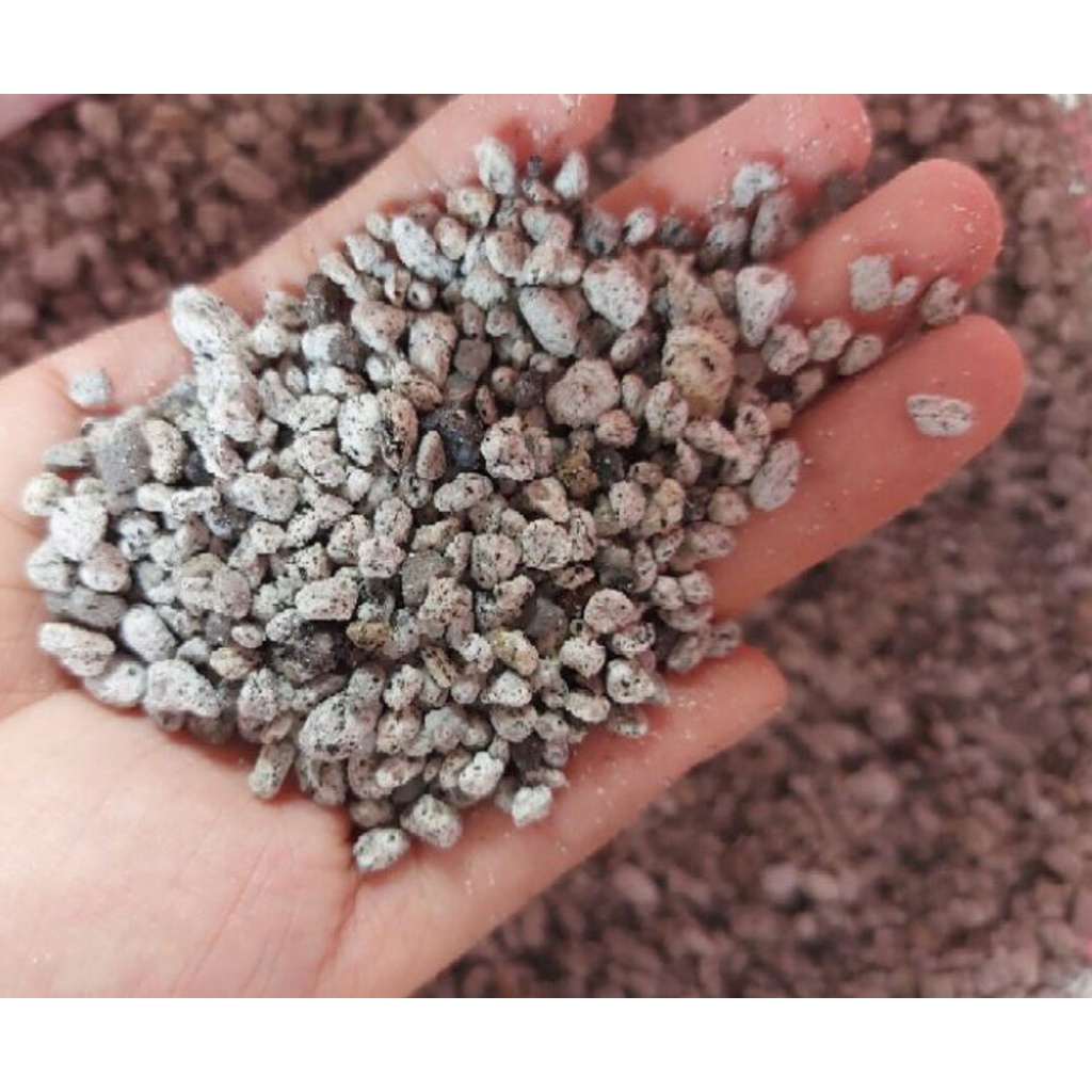 High quality Pumice Stone ( Monggo Size ) for your lovely plants 1kilo ...