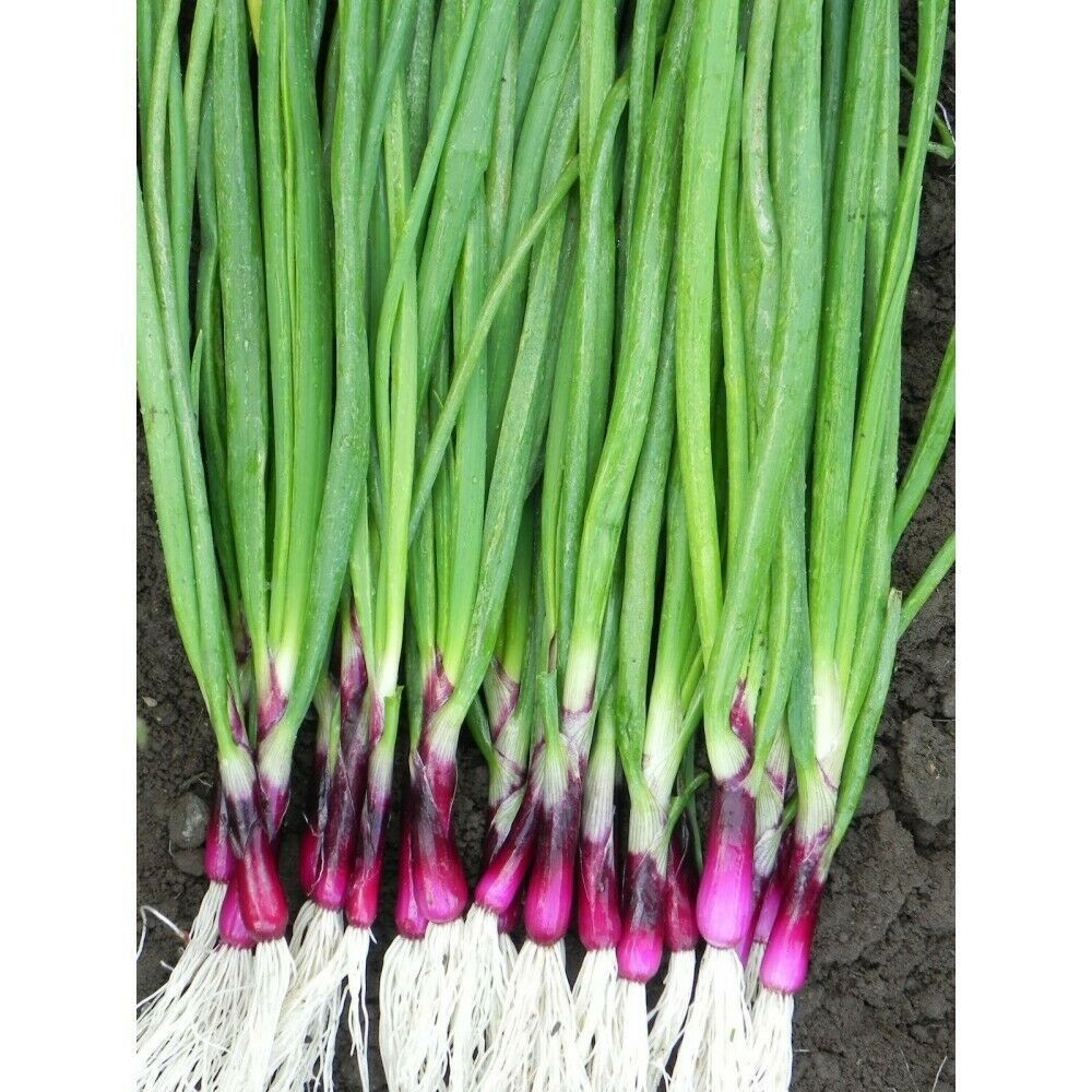 20pcs Seeds Welsh Onion Bunching Red Rare Vegetable Plant Organic ...