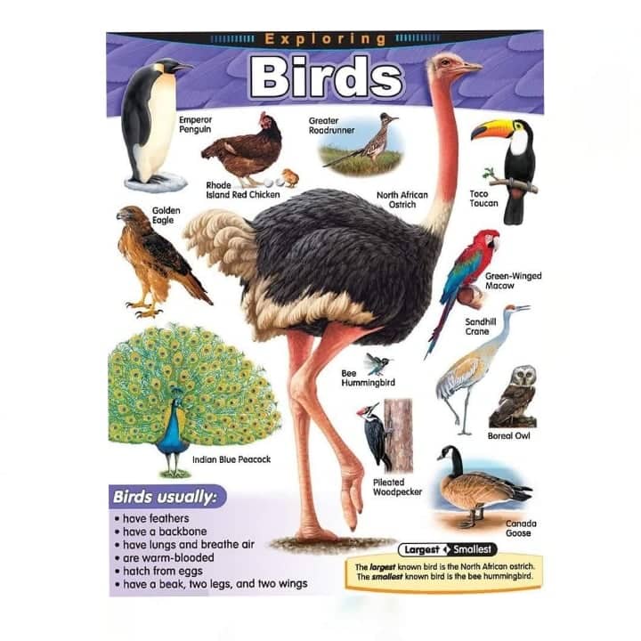 Laminated Animals Charts, Amphibian, Birds, Insects, Fish, Mammals ...