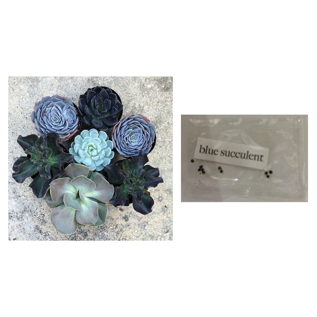 blue succulent cactus lithops mix seeds | Shopee Philippines