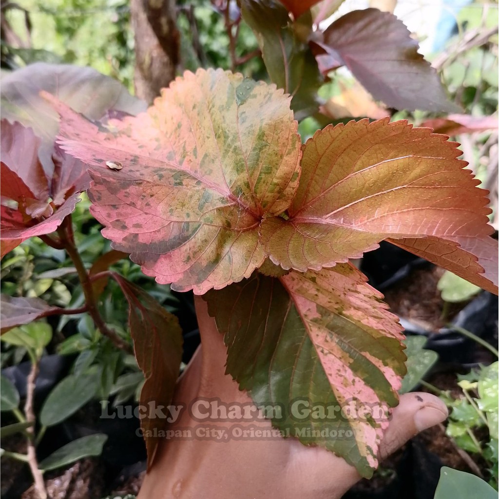 Copperleaf or Acalypha Wilkesiana Live Plant | Well-Rooted and Stable ...