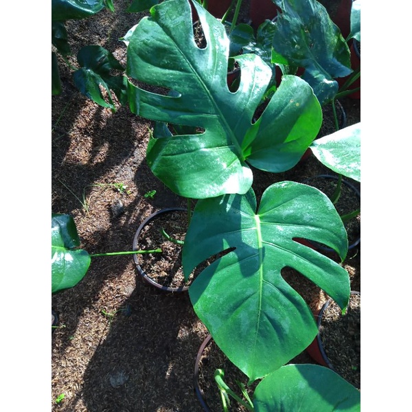 Monstera Deliciosa cuttings bulb with pot | Shopee Philippines