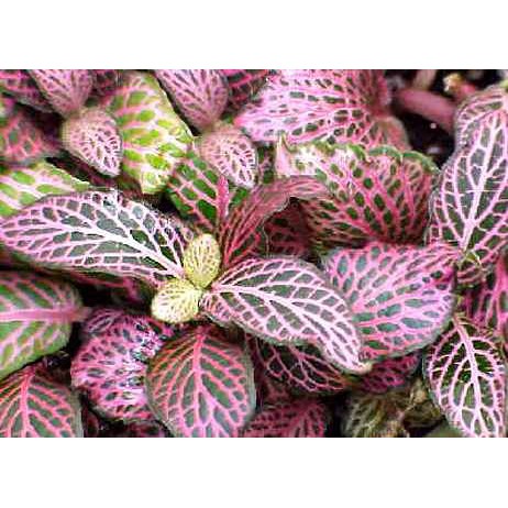 Bibit Tanaman Fittonia Just Seed / Pokok Hidup Fittonia | Shopee ...