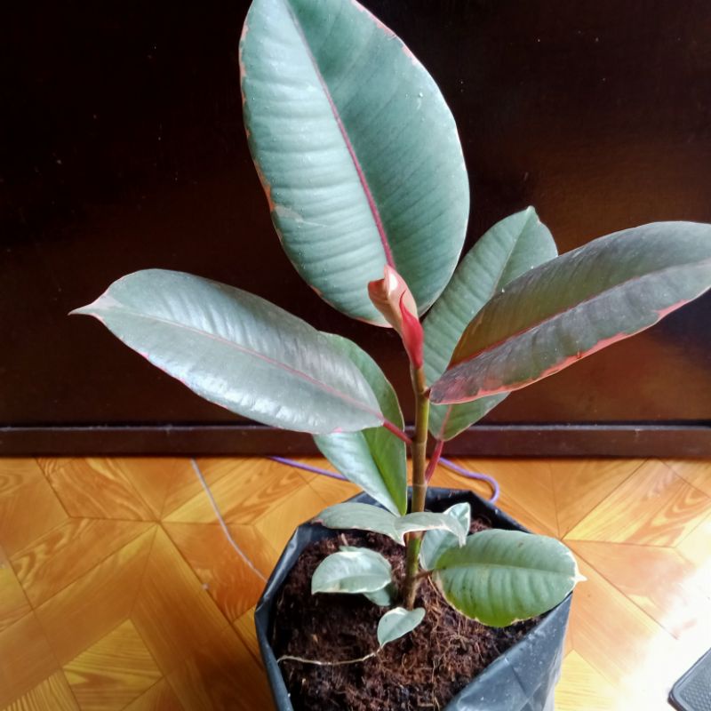 Ruby rubber tree FROM THAILAND (Large) | Shopee Philippines