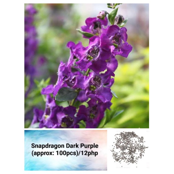 Snapdragon Dark Purple Seeds (approx: 100pcs) | Shopee Philippines