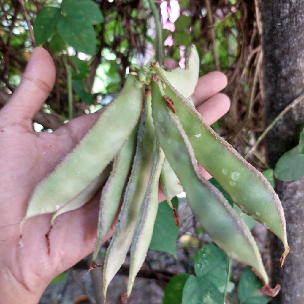 bataw marabilya binhi seeds pantanim gulay vegetable | Shopee Philippines