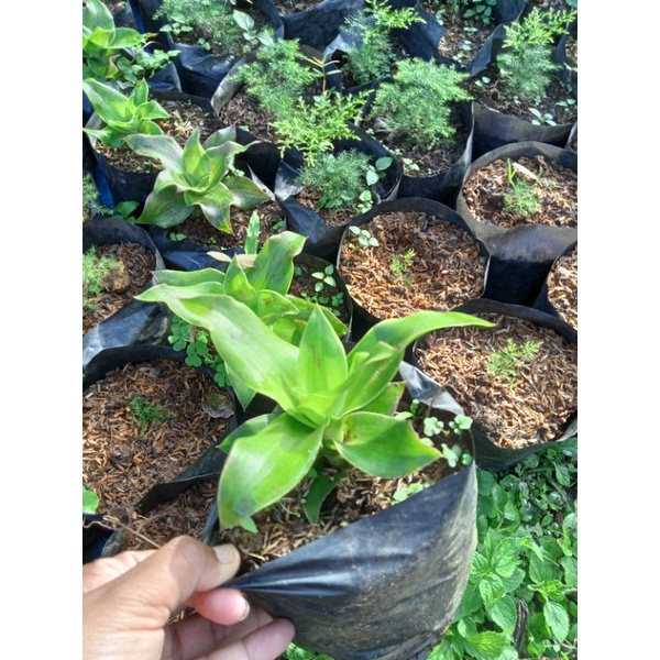 Hanging Basket in poly bag seed ling | Shopee Philippines