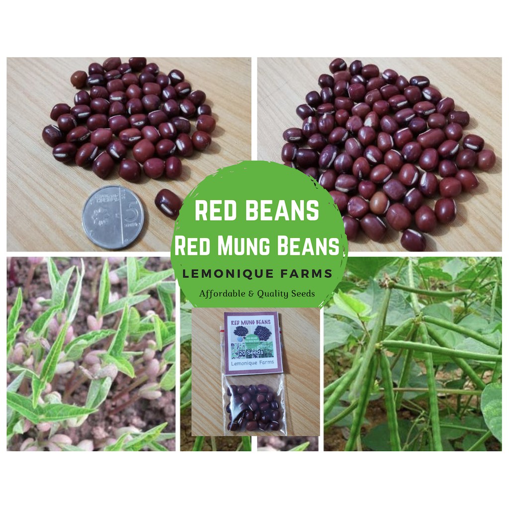 Azuki | Adzuki | Red Mung Beans | Red Beans | Aduki Beans to grow ...