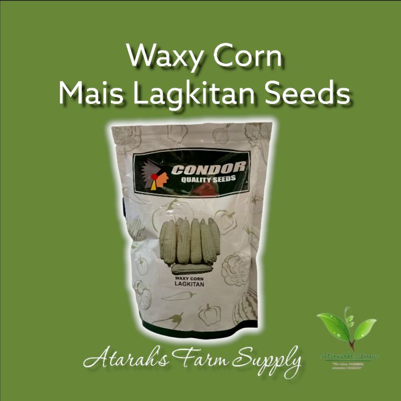 Hybrid Waxy Corn - Mais Lagkitan (1kilo) Condor Seeds | Shopee Philippines