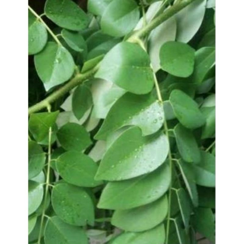 madre de cacao FRESH LEAVES/FRESHLY PICKED LEAVES 200 grams | Shopee ...