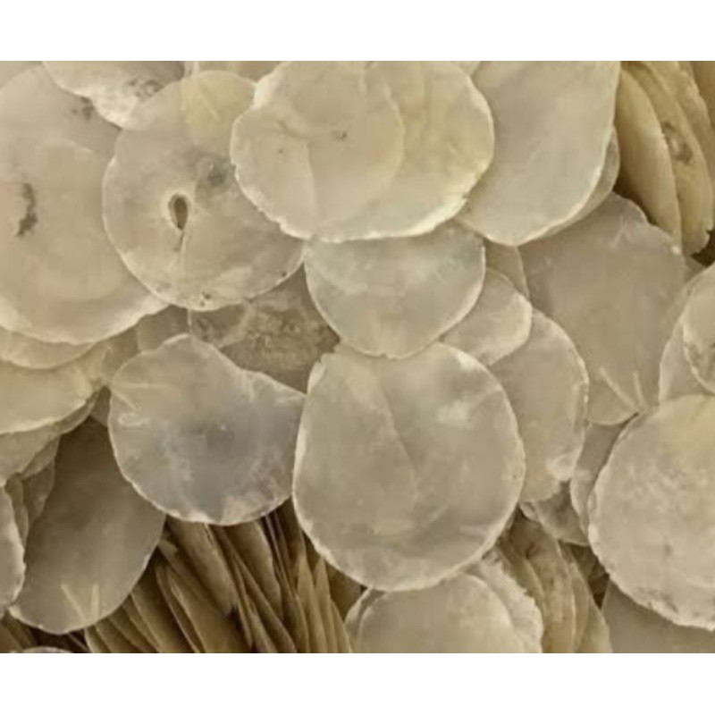 natural capiz shell (windowpane oyster) | Shopee Philippines