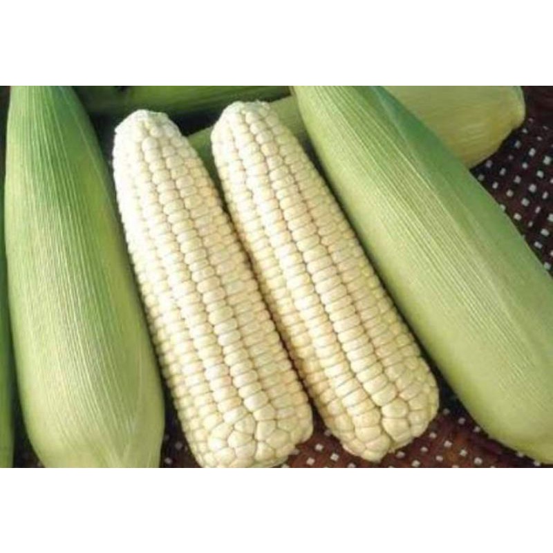 Mais lagkitan Seeds Corn Seeds for planting | Shopee Philippines