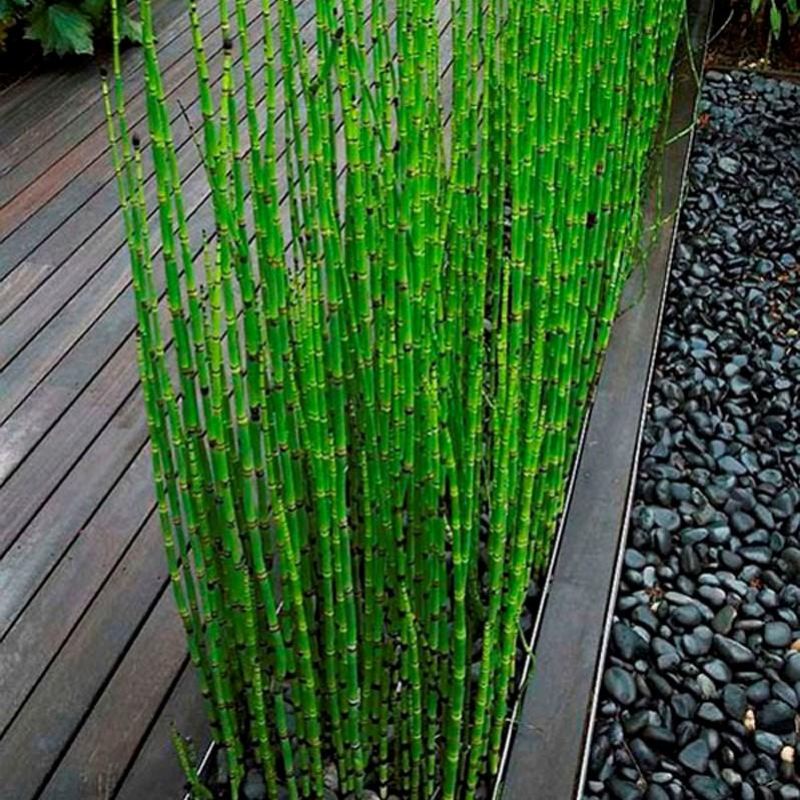 Lucky Dwarf Bamboo Indoor Decor (FOR SURE BUYERS ONLY) | Shopee Philippines