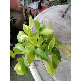 pothos - Best Prices and Online Promos - Jul 2024 | Shopee Philippines