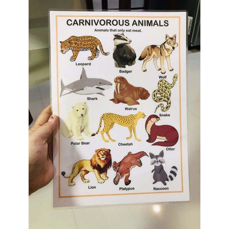 Omnivores Herbivores Carnivores Chart